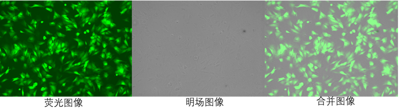 Fraserna Life Sciences / 复择纳生物 saRNA 产品简介 - 复择纳官网